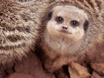 Matlock Farm Park - Destination Chesterfield | Destination Chesterfield