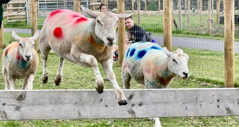 Matlock Farm Park announces exciting 20th anniversary celebrations ...